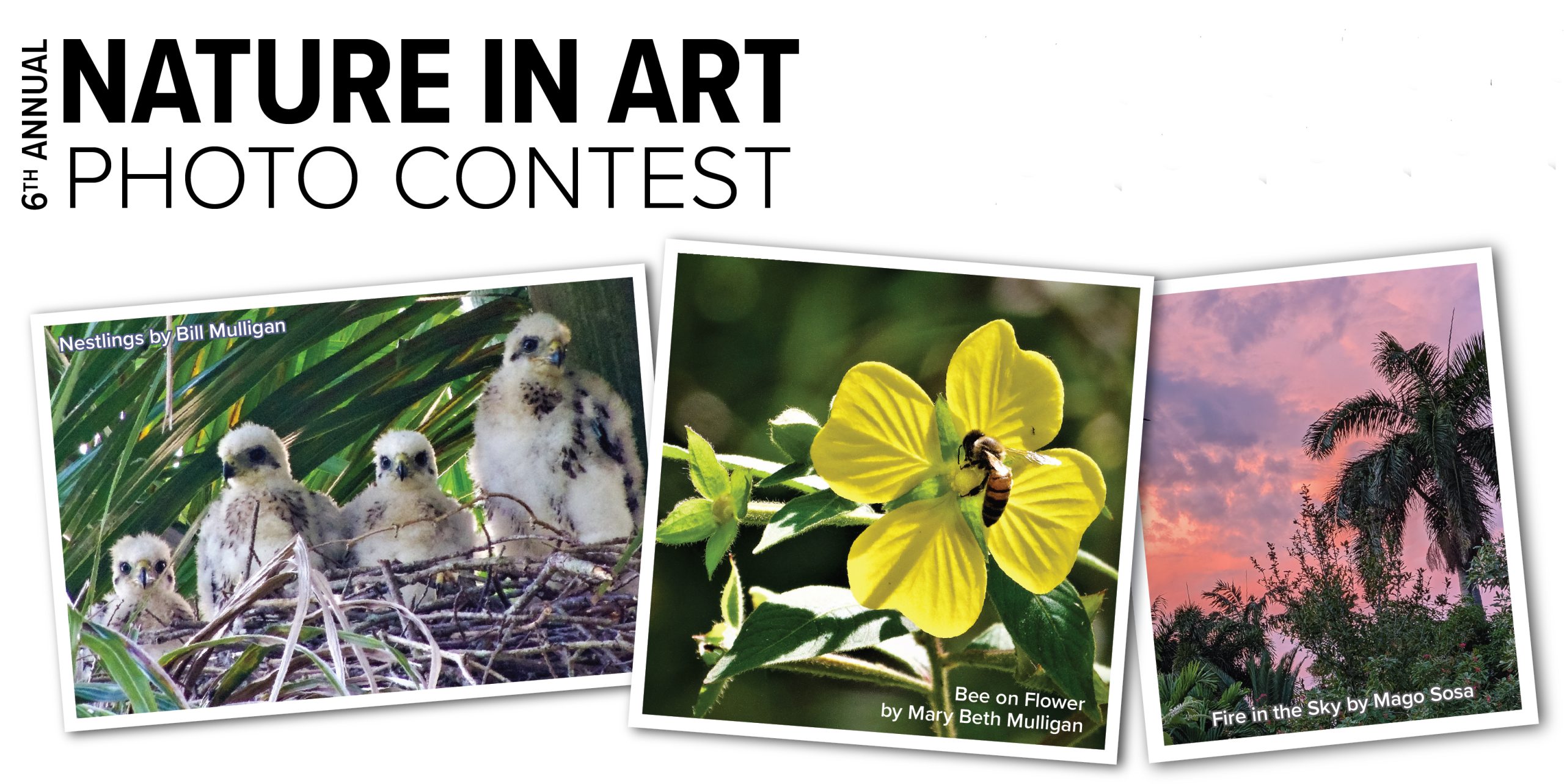 In the gallery: Nature in Art Photo Exhibit - Art Gallery 21